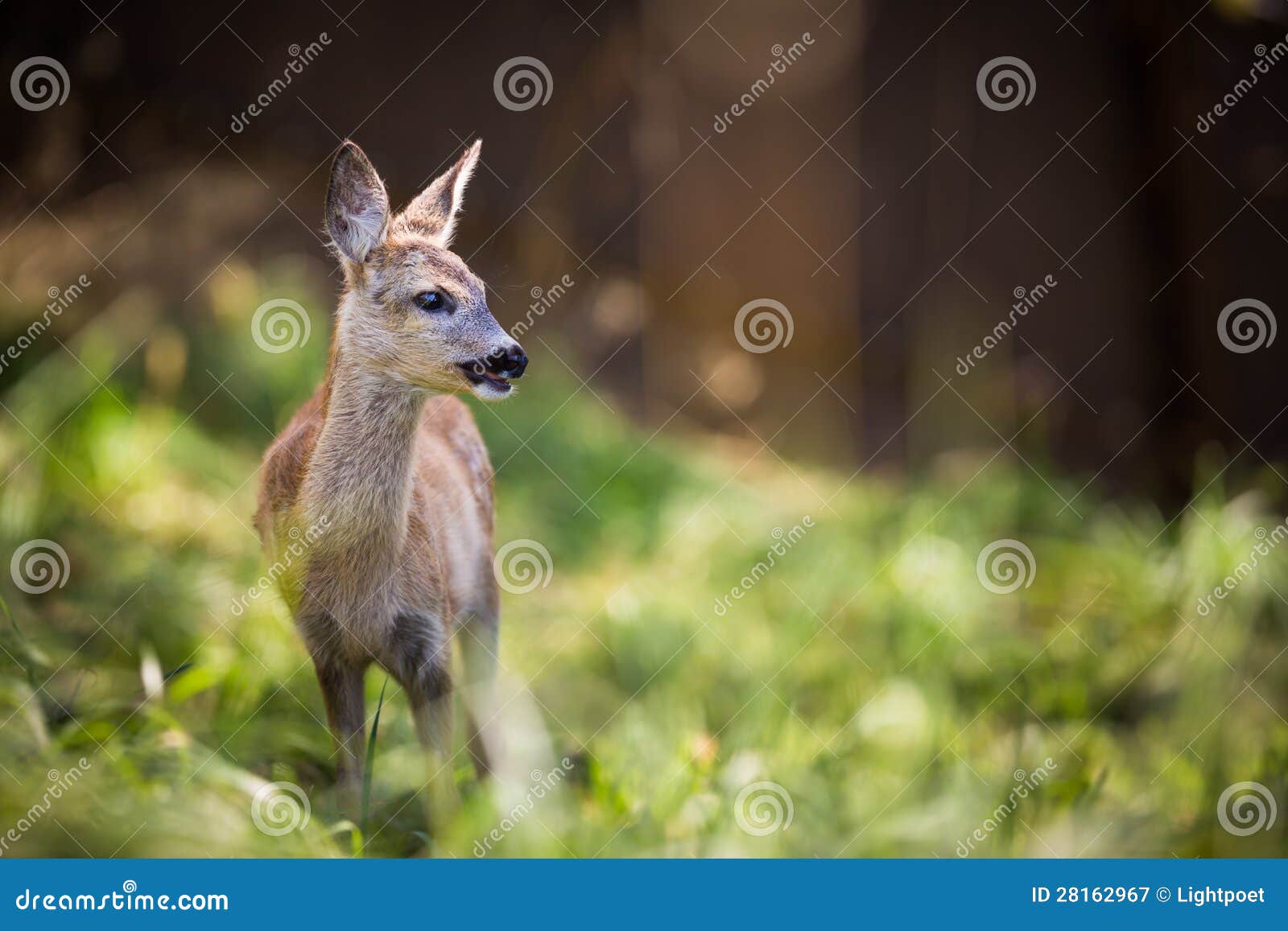 Young Roebuck stock image. Image of chase, wheat, attire - 28162967