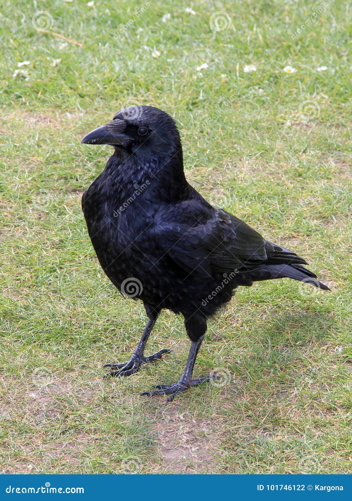 Young Rook Corvus Frugilegus on Grass Stock Photo - Image of animal ...