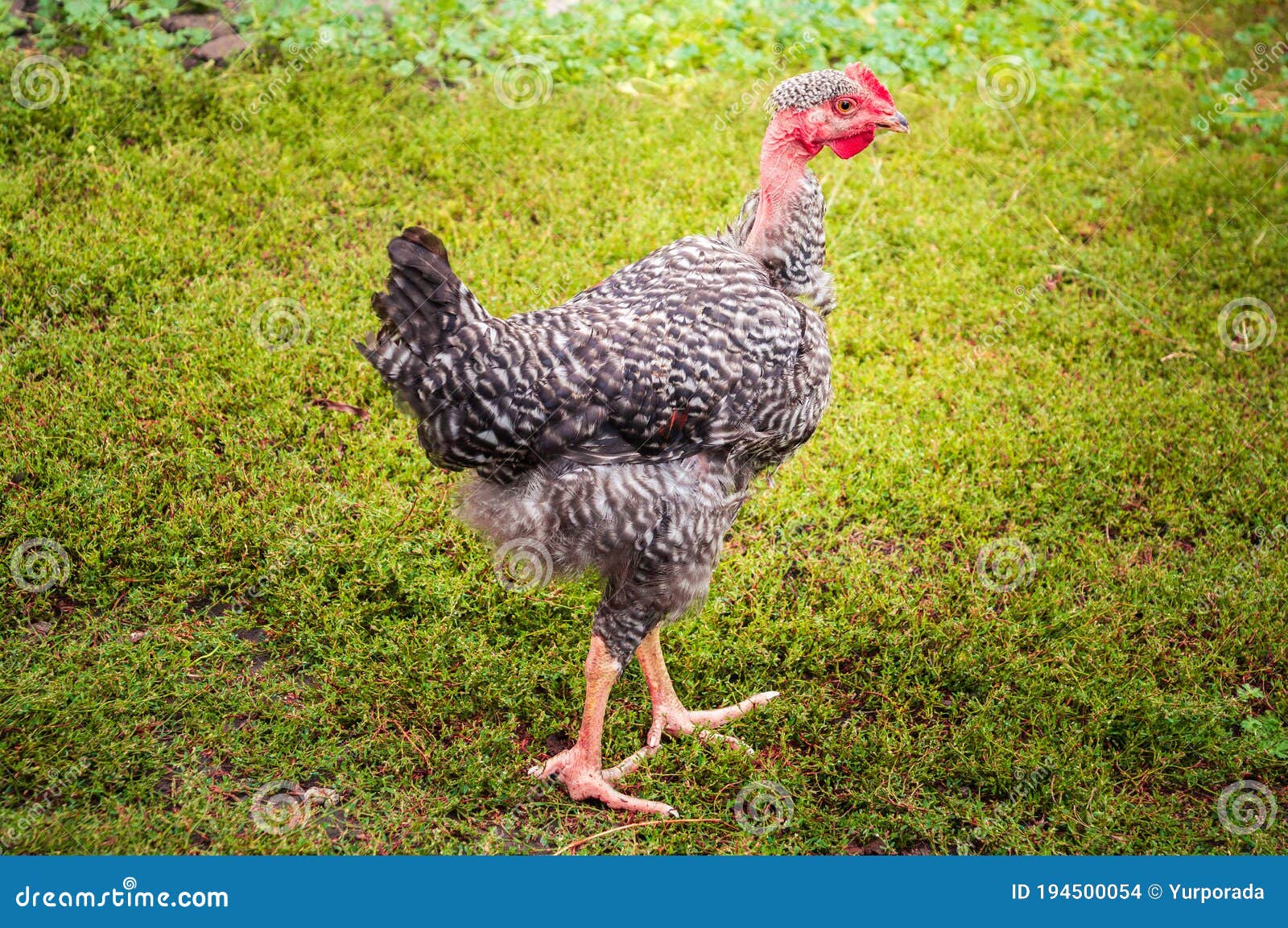 A Young Rooster with Bare Neck Walks on Green Grass in Sunny Day Stock ...
