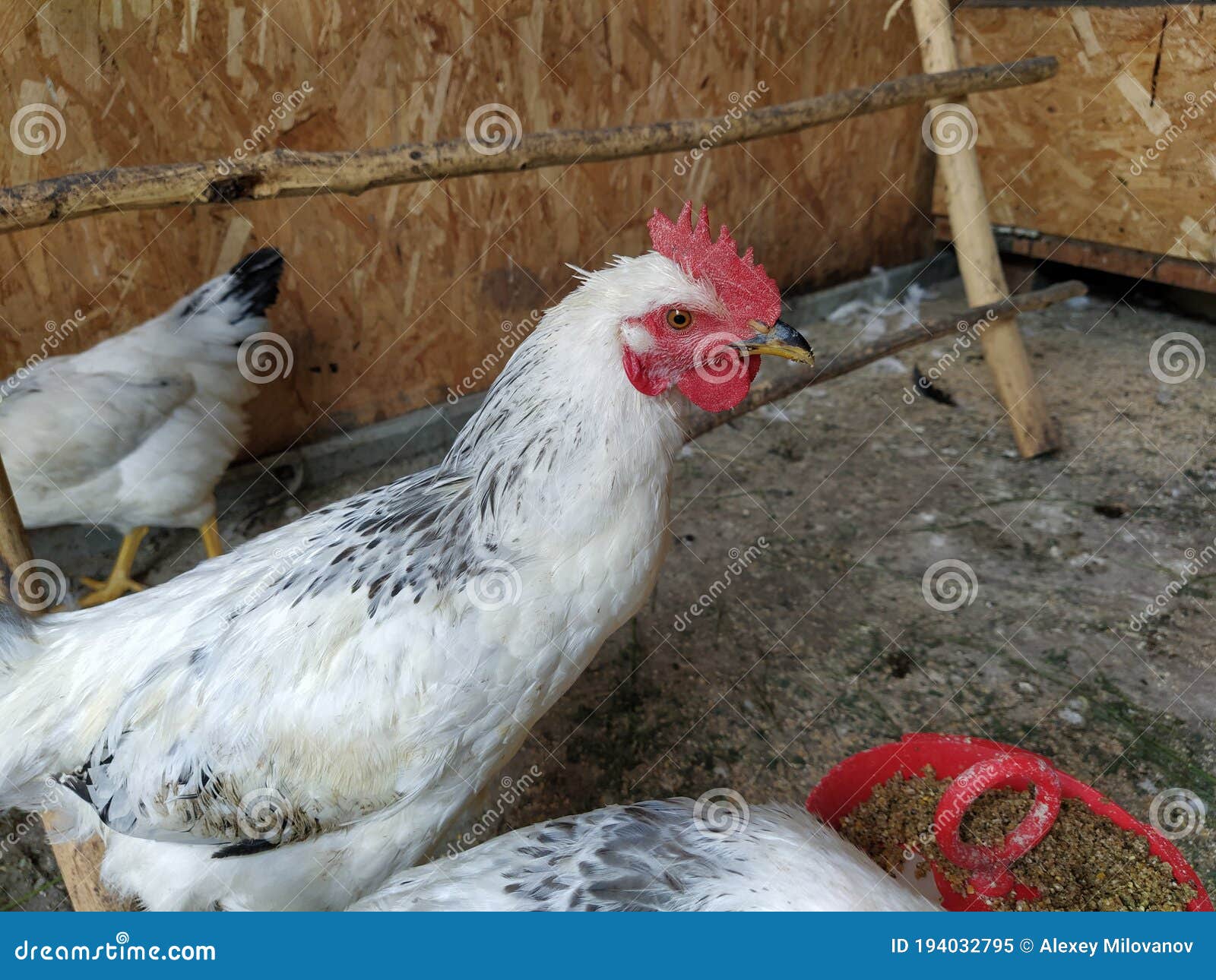 Young Rooster in a Hen House Stock Image - Image of house, gold: 194032795