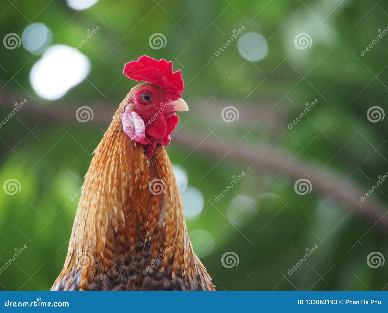 A rooster looking ahead stock image. Image of head, mother - 133063193