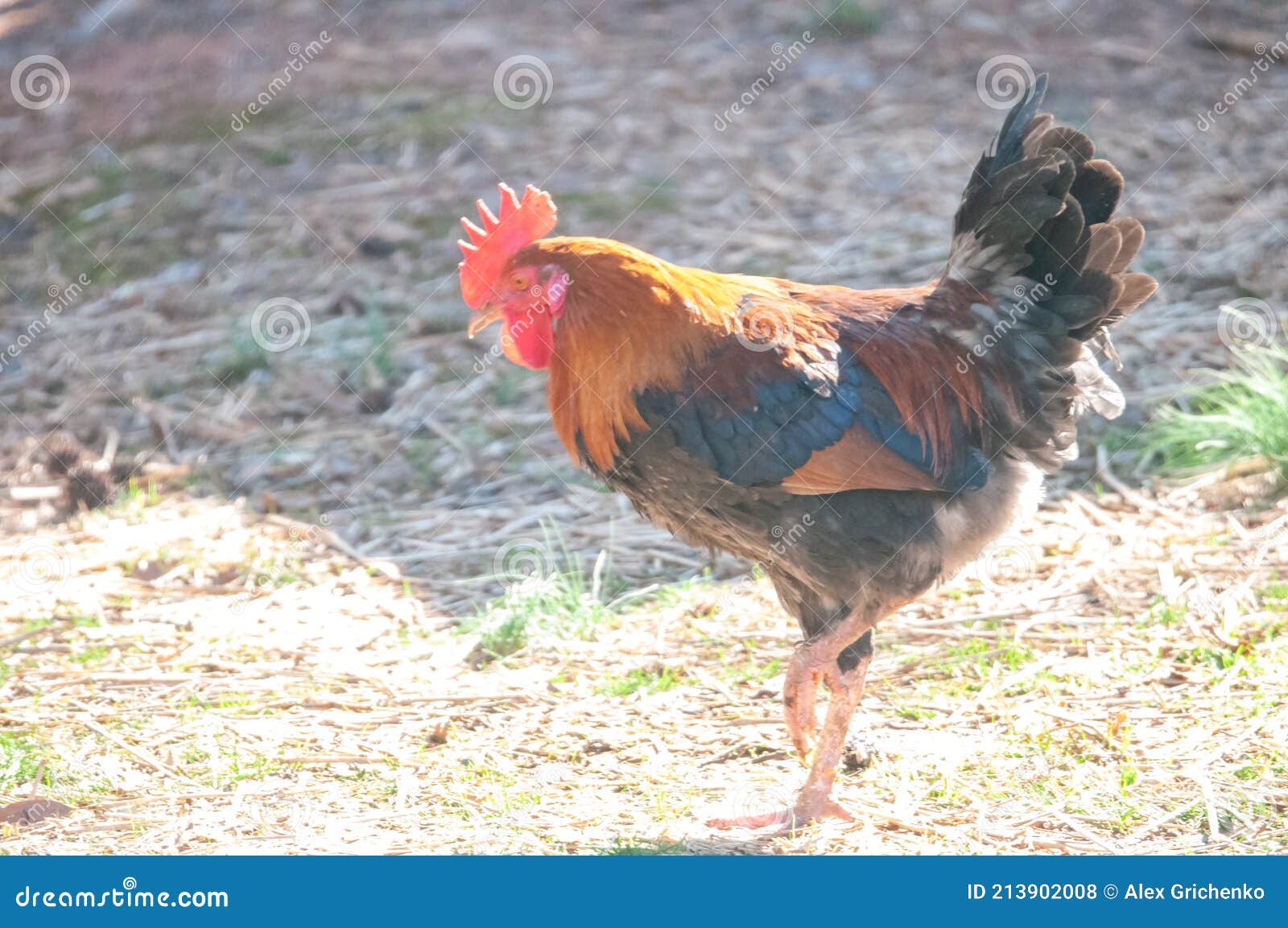 Young Rooster Portrait Walking in Backyard Stock Photo - Image of ...