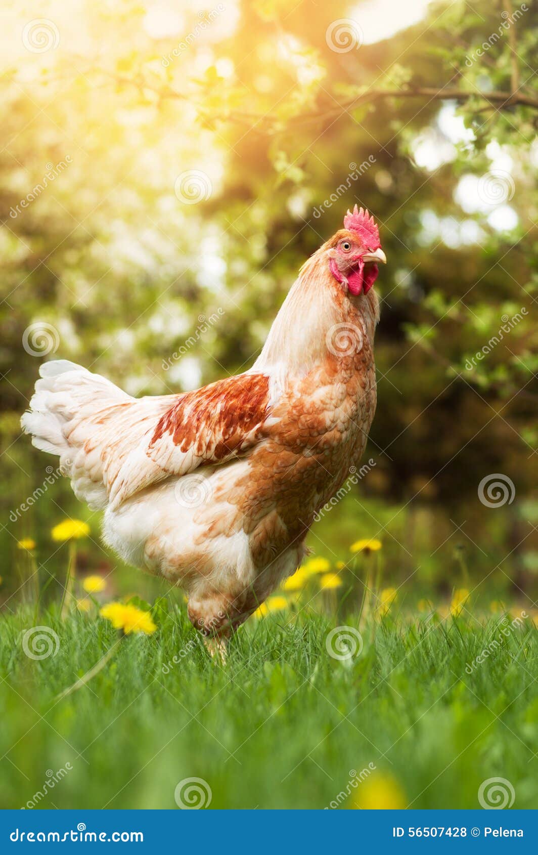 Young Rooster in the Summer Garden Stock Photo - Image of dandelions ...
