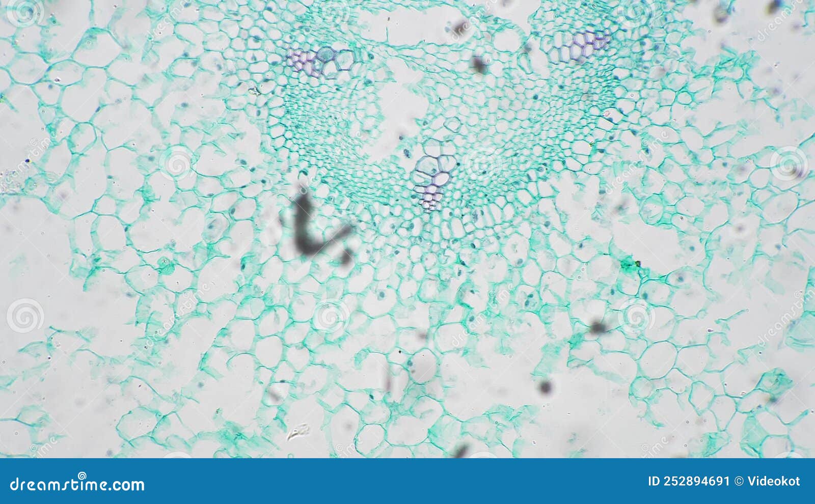 Young Root of a Plant in Transversal Section Seen through Microscope ...