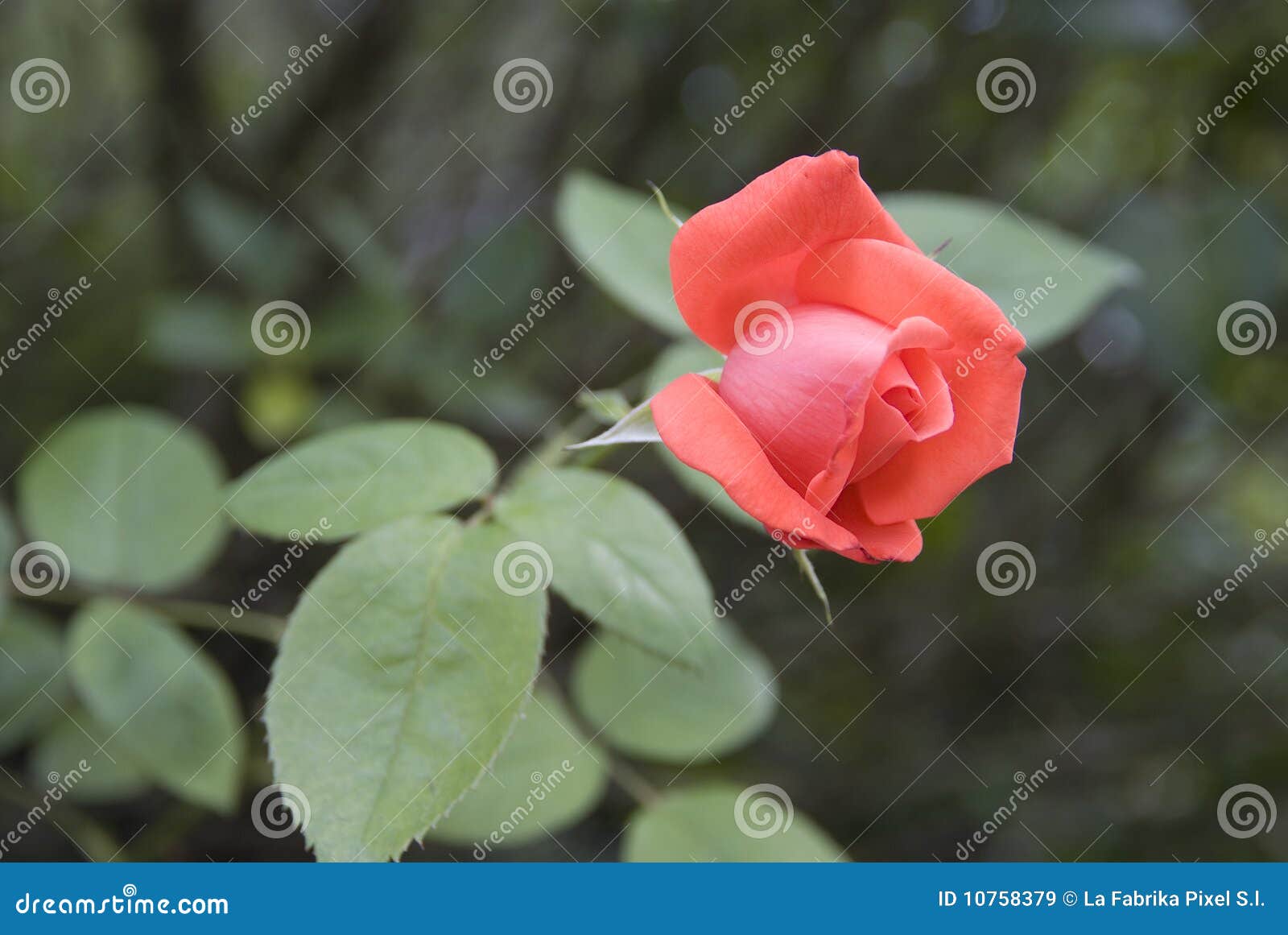 Young rose stock image. Image of blooming, gardening - 10758379