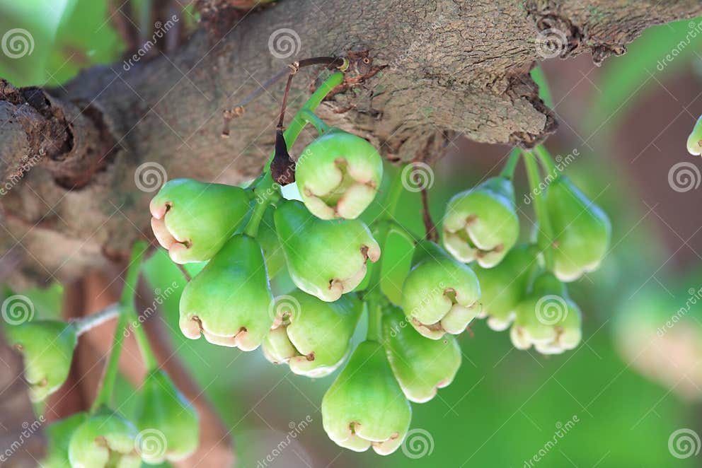 Young Rose Apple on the Tree Stock Photo - Image of apple, pretty: 52490592