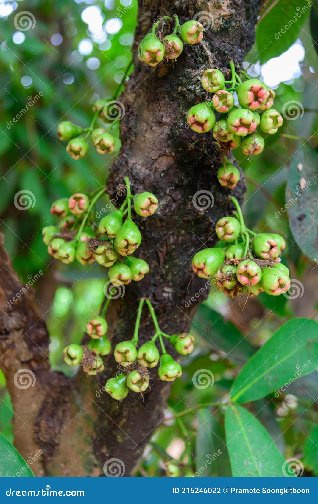 Young Rose Apple on the Tree Stock Photo - Image of season, garden ...