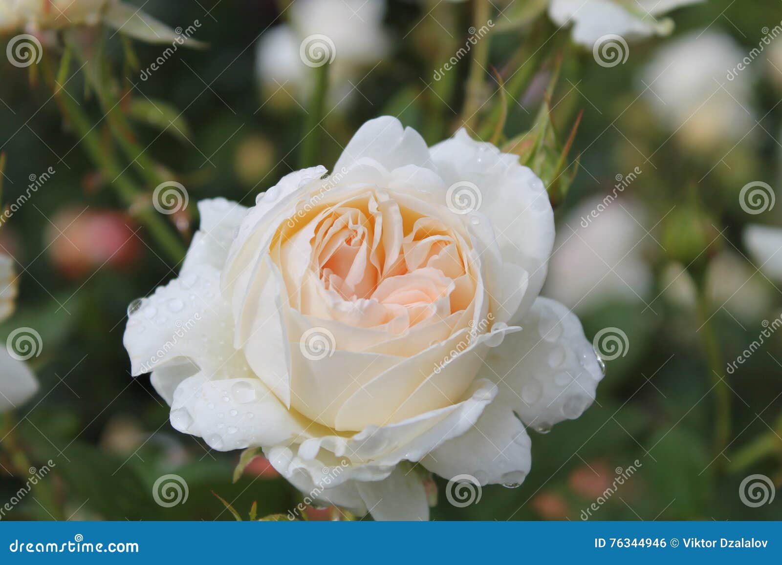 Young rose stock photo. Image of pink, flowesr, garden - 76344946