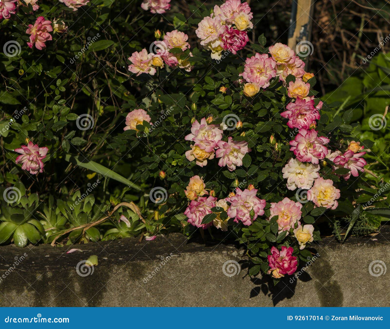 Young roses stock photo. Image of foliage, kiza, rain - 92617014