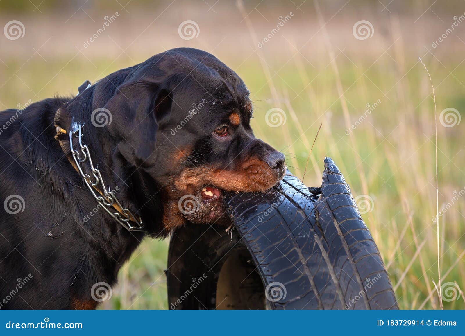 Young rottweiler dog stock photo. Image of grass, pedigree - 183729914