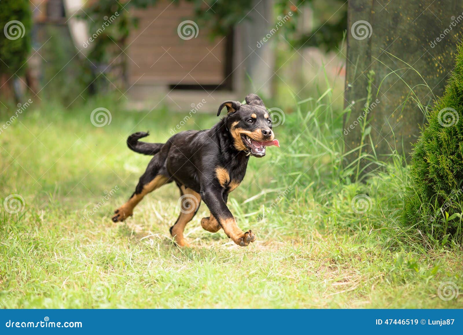 Young Rottweiler Dog Running Stock Image - Image of field, fast: 47446519
