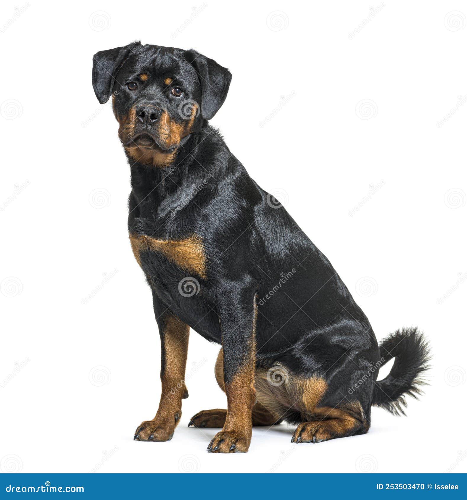 Young Rottweiler Dog Sitting, Side View and Looking at Camera Stock ...