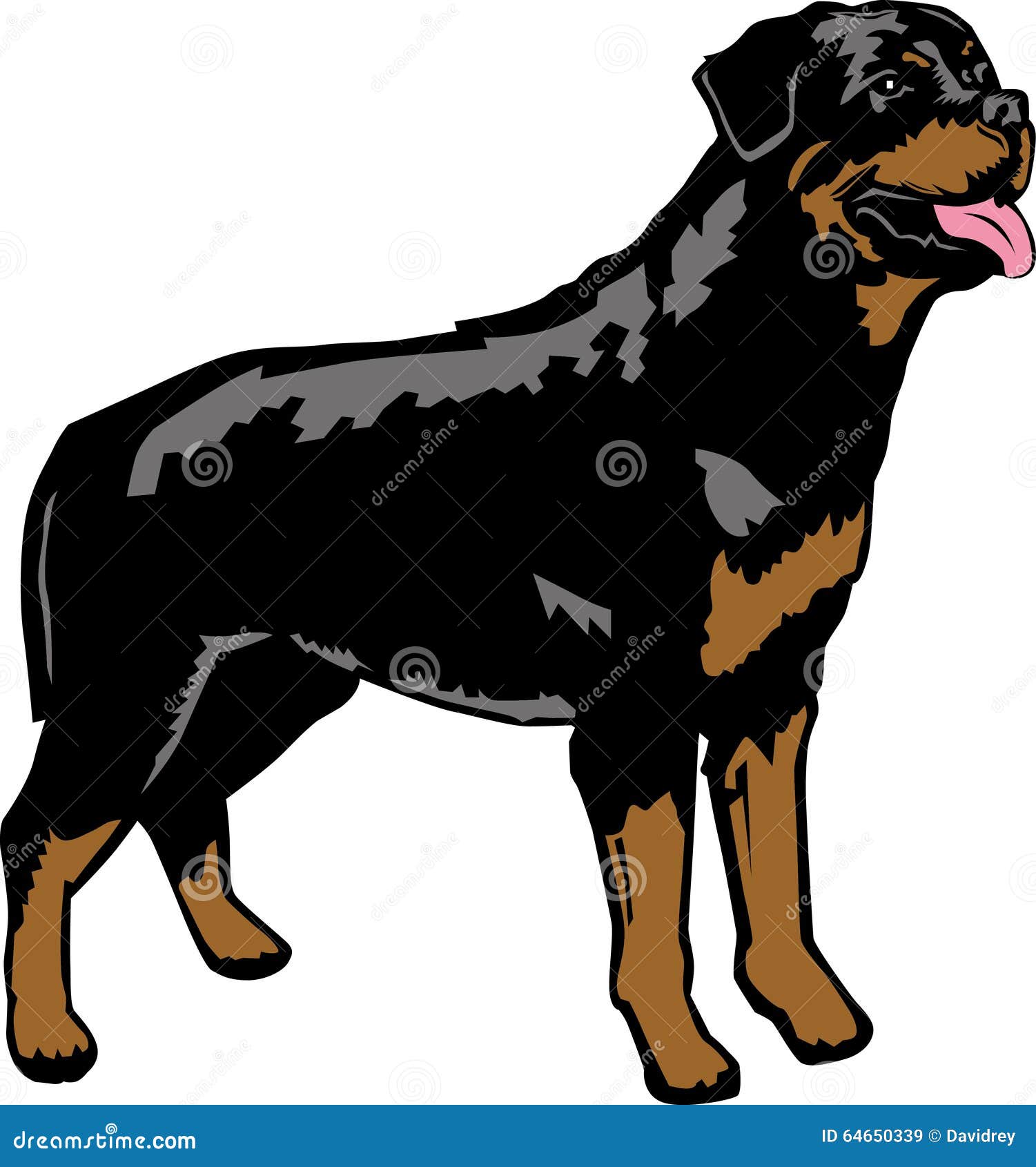 Rottweiler. Drawing Made With Indian Ink Stock Photography ...