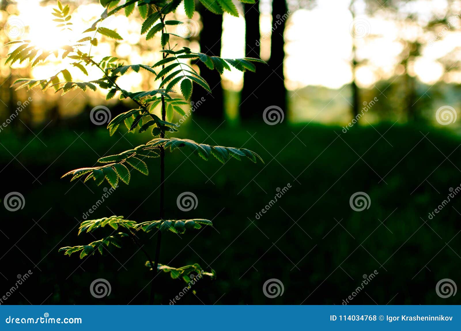 Young Rowan Tree Seedling Grow From Old Stump In Poland Forest. Stock ...