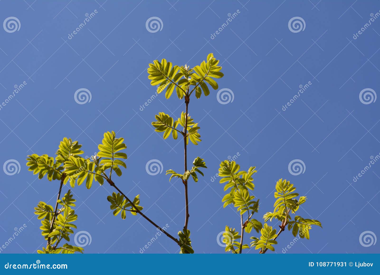 Young Rowan Tree Seedling Grow From Old Stump In Poland Forest. Stock ...