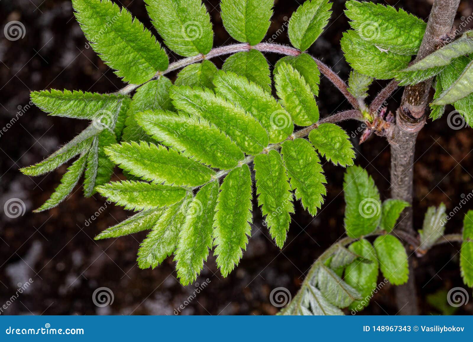Young Rowan Tree Seedling Grow From Old Stump In Poland Forest. Stock ...