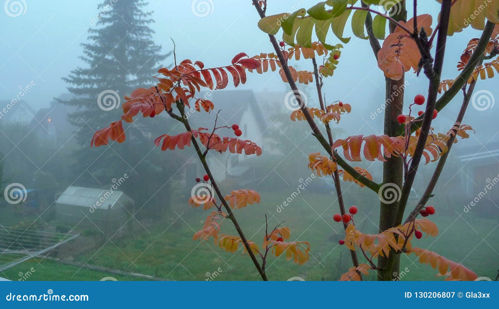 Young Rowan Tree in the Fall. Stock Image - Image of leaves, motive ...