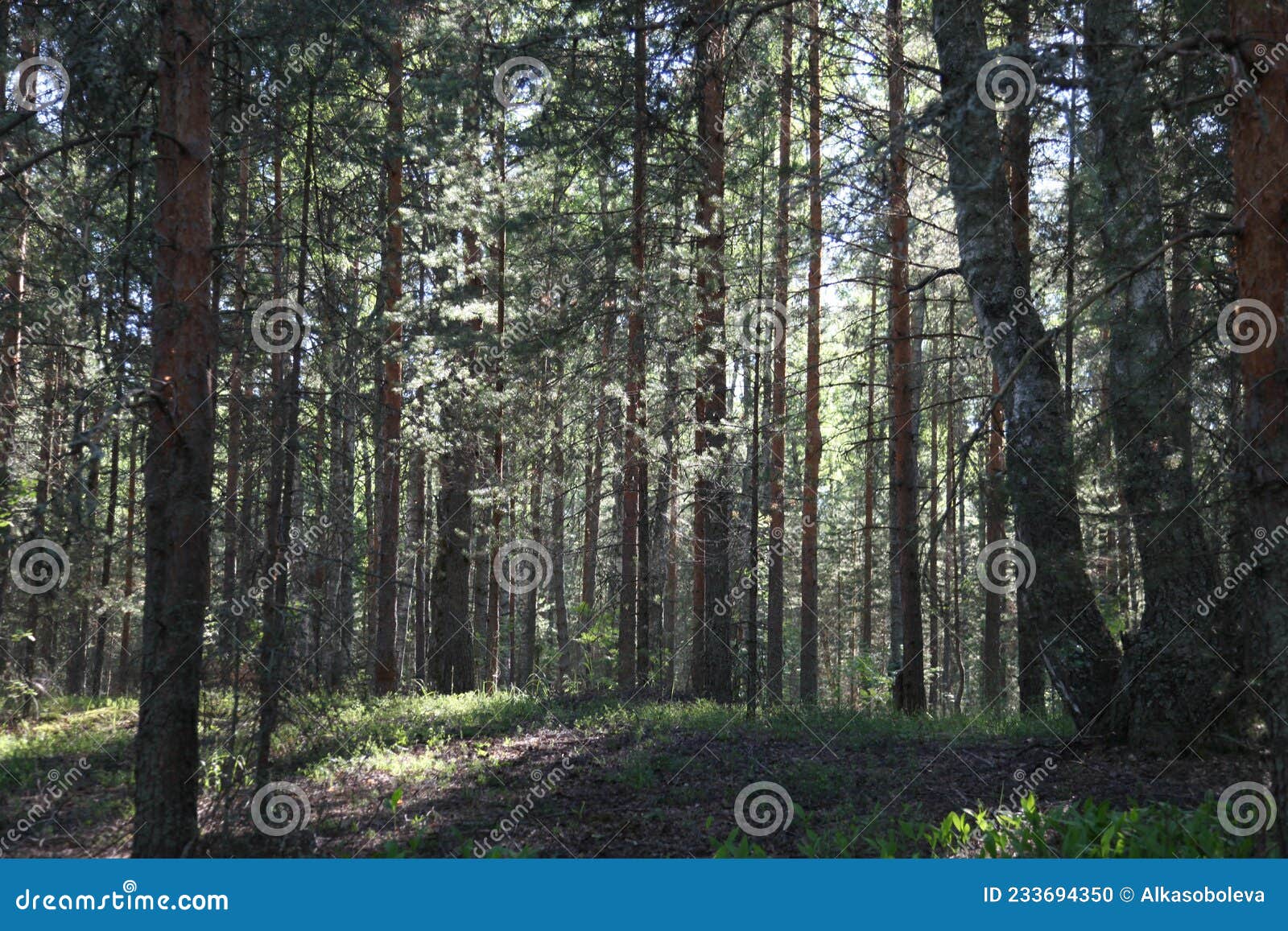 Young Rowan Tree Seedling Grow From Old Stump In Poland Forest. Stock ...