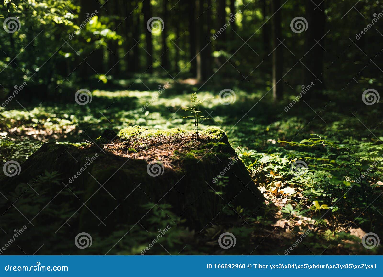 Young Rowan Tree Seedling Grow from Old Stump in Poland Forest. Stock ...