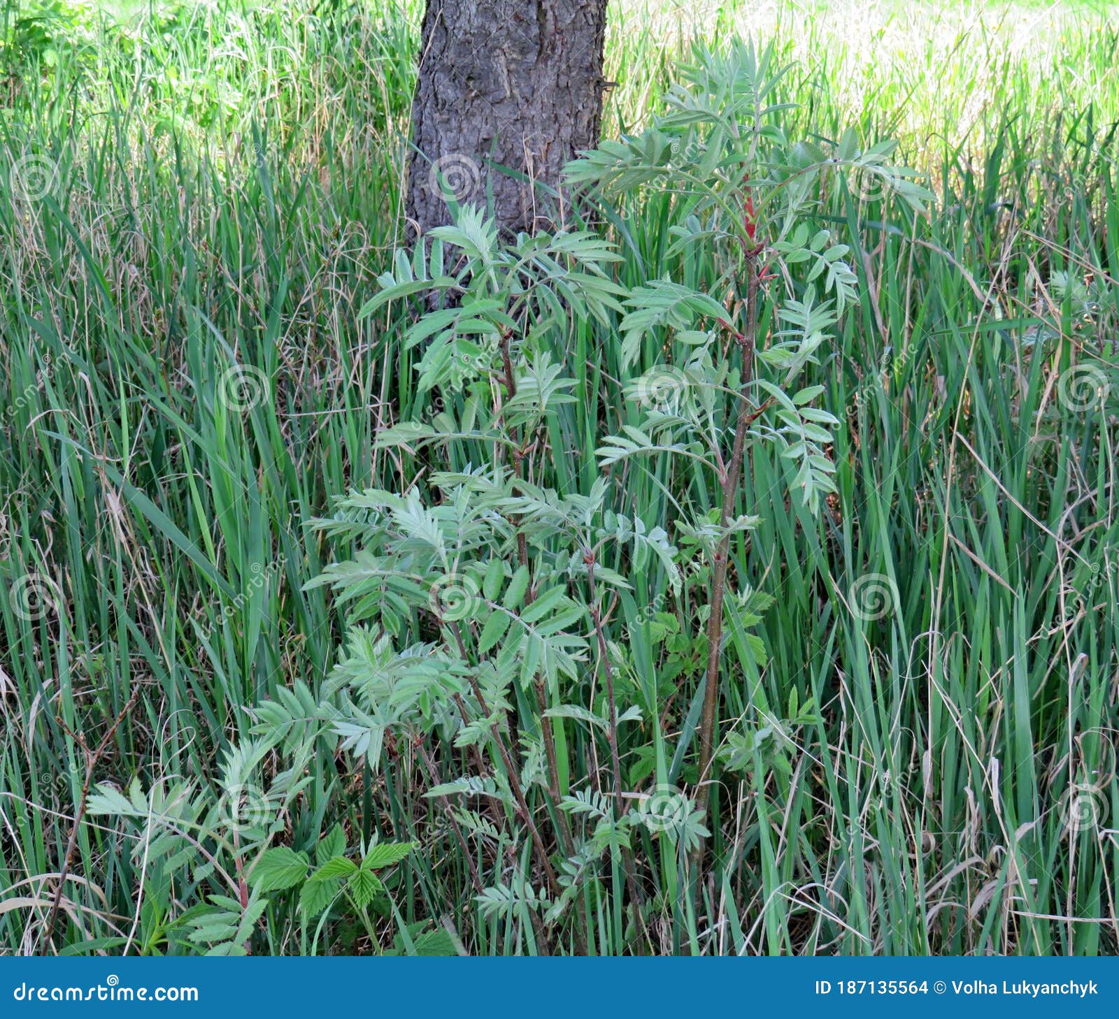 Young Rowan Tree in Spring Forest Stock Photo - Image of growth, forest ...