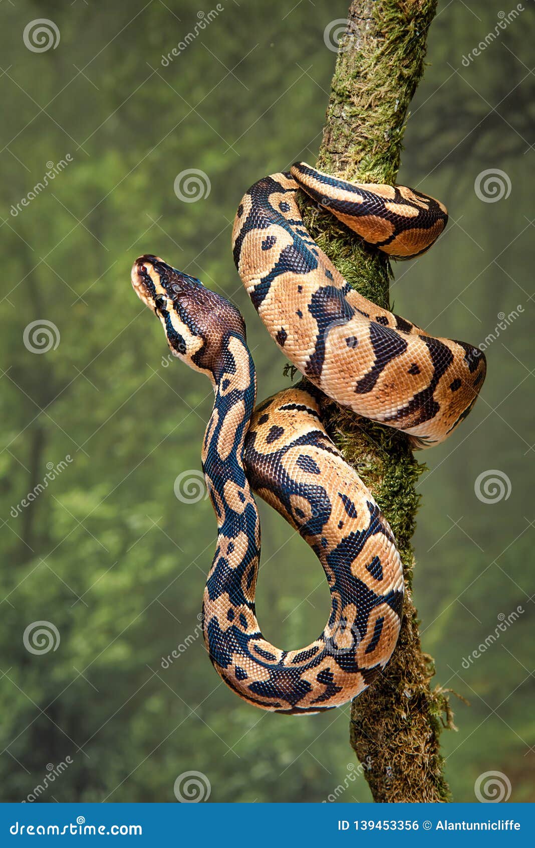 Royal Python Wrapped Around Tree Stock Photo - Image of wildlife ... Royal Python Wrapped Around Tree Stock Photo - Image of wildlife ...