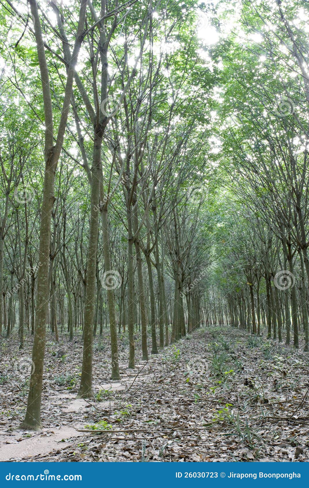 Young Rubber tree stock image. Image of depth, crop, east - 26030723