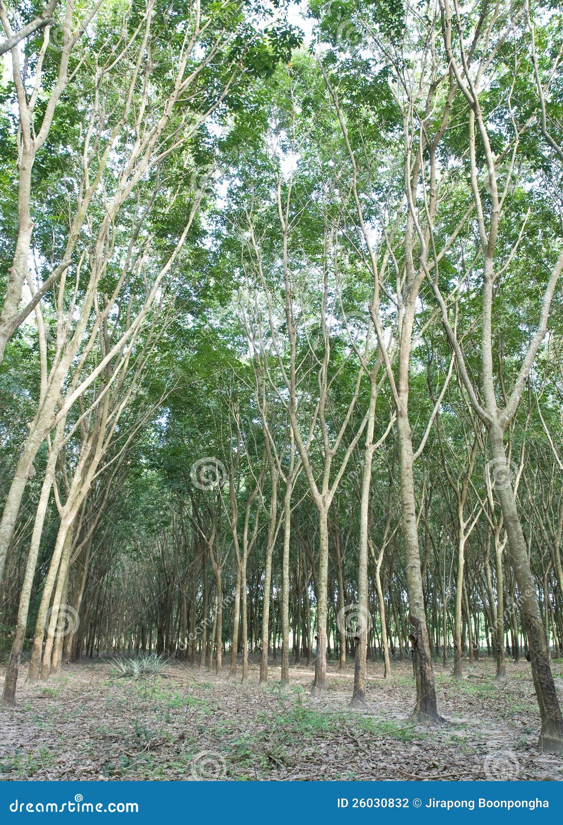 Young Rubber tree stock photo. Image of industrial, industry - 26030832
