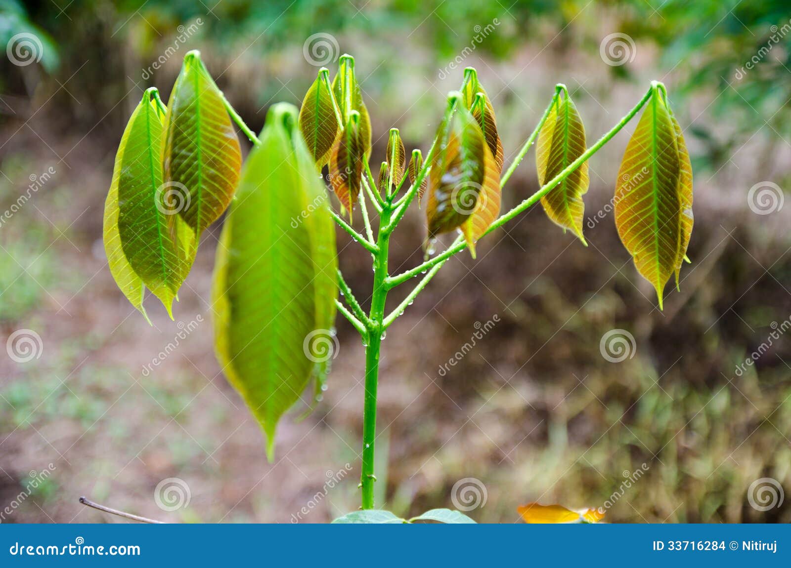 Young rubber tree stock photo. Image of nature, seed - 33716284