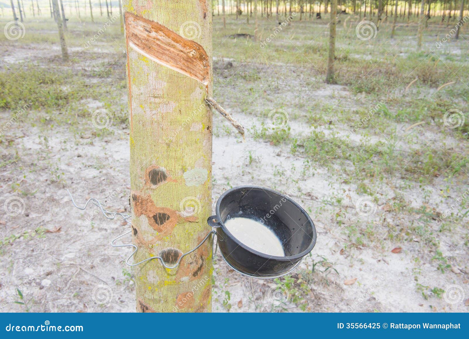 Young rubber tree stock image. Image of cash, agricultural - 35566425