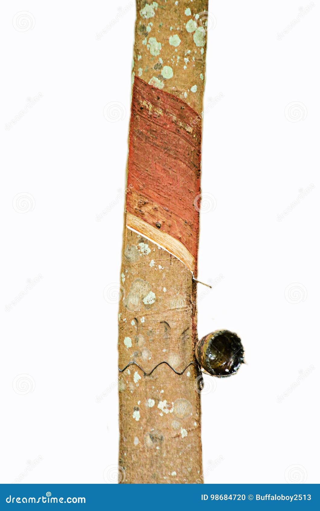 Young rubber tree stock photo. Image of milk, rubber - 98684720