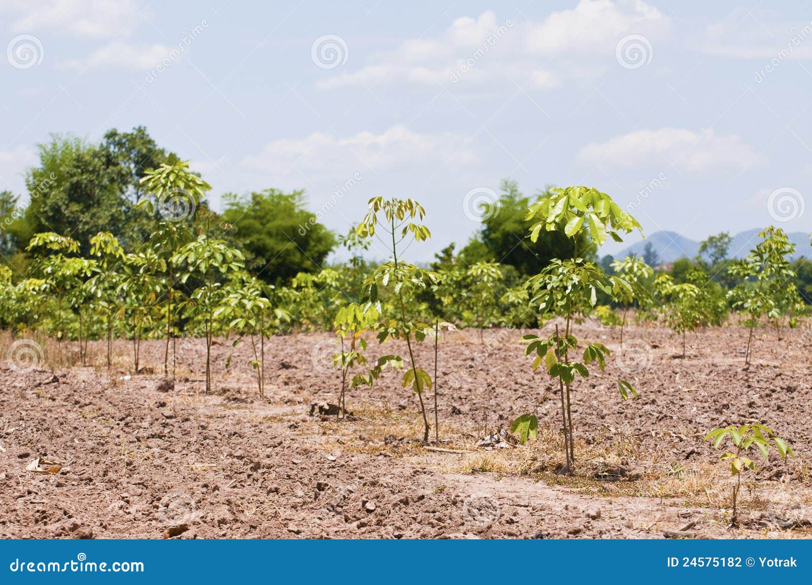 Young rubber trees stock photo. Image of tree, summer - 24575182