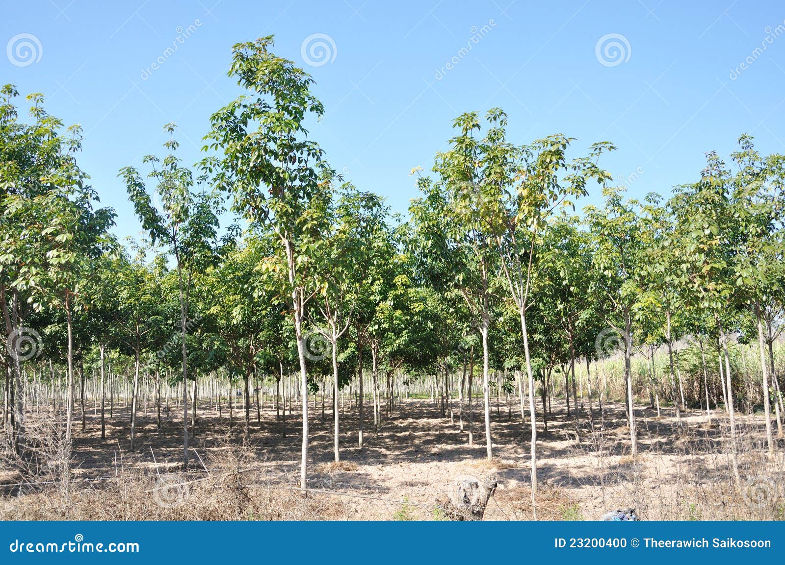 Young Rubber Trees Plantation Stock Photo - Image of path, asia: 23200400