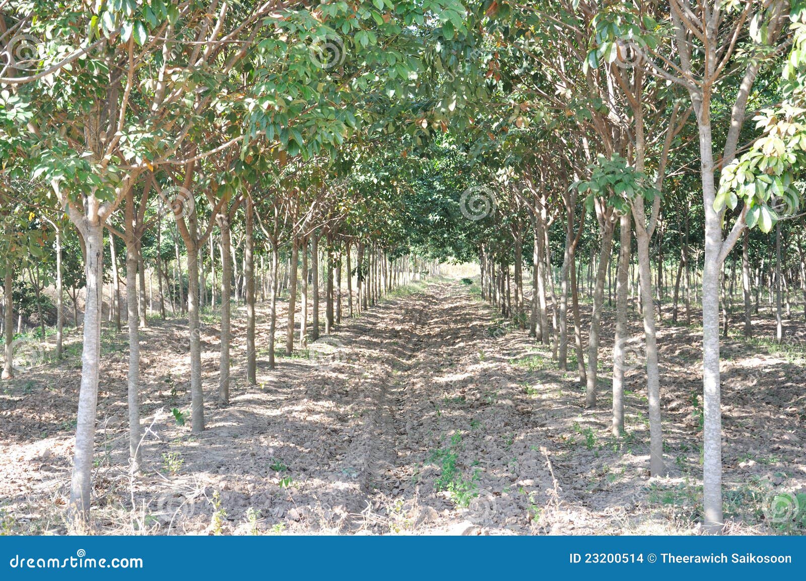 Young Rubber Trees Plantation Stock Photo - Image of asia, cash: 23200514