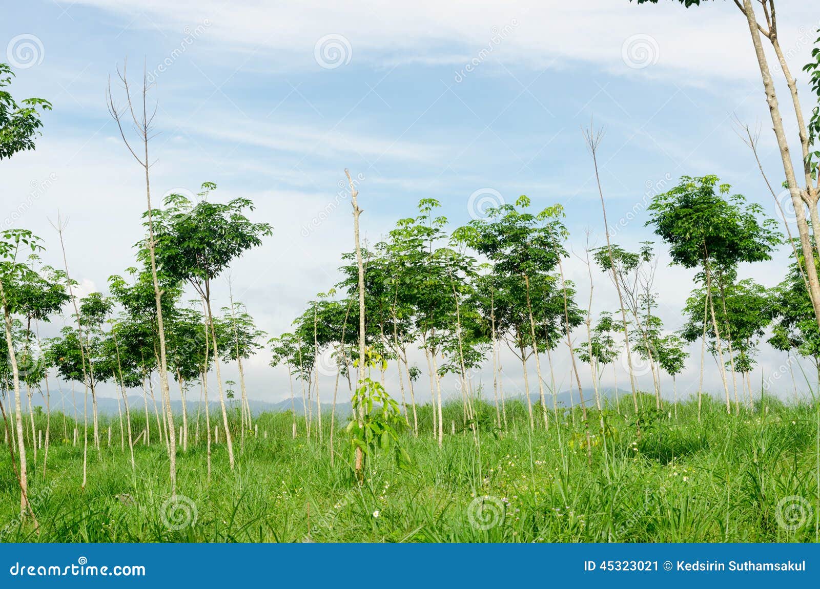 Young rubber trees and sky stock image. Image of hevea - 45323021