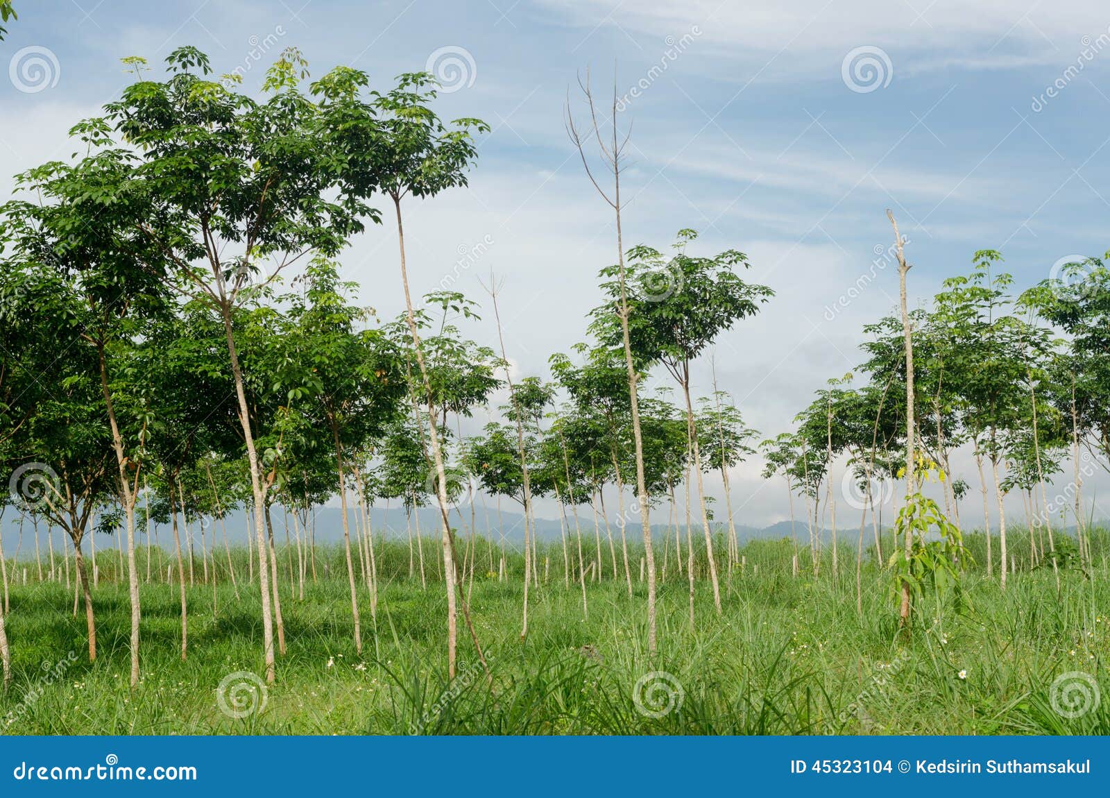 Young Rubber Trees And Sky Royalty-Free Stock Photography ...