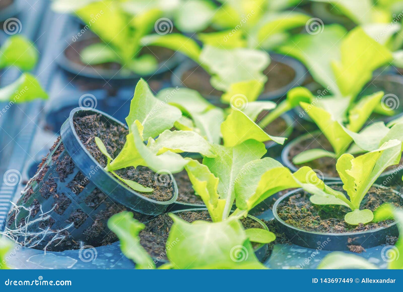 Young Rucola Plants, Young Rockets, Rucola Sprouts, Spring Seedlings ...