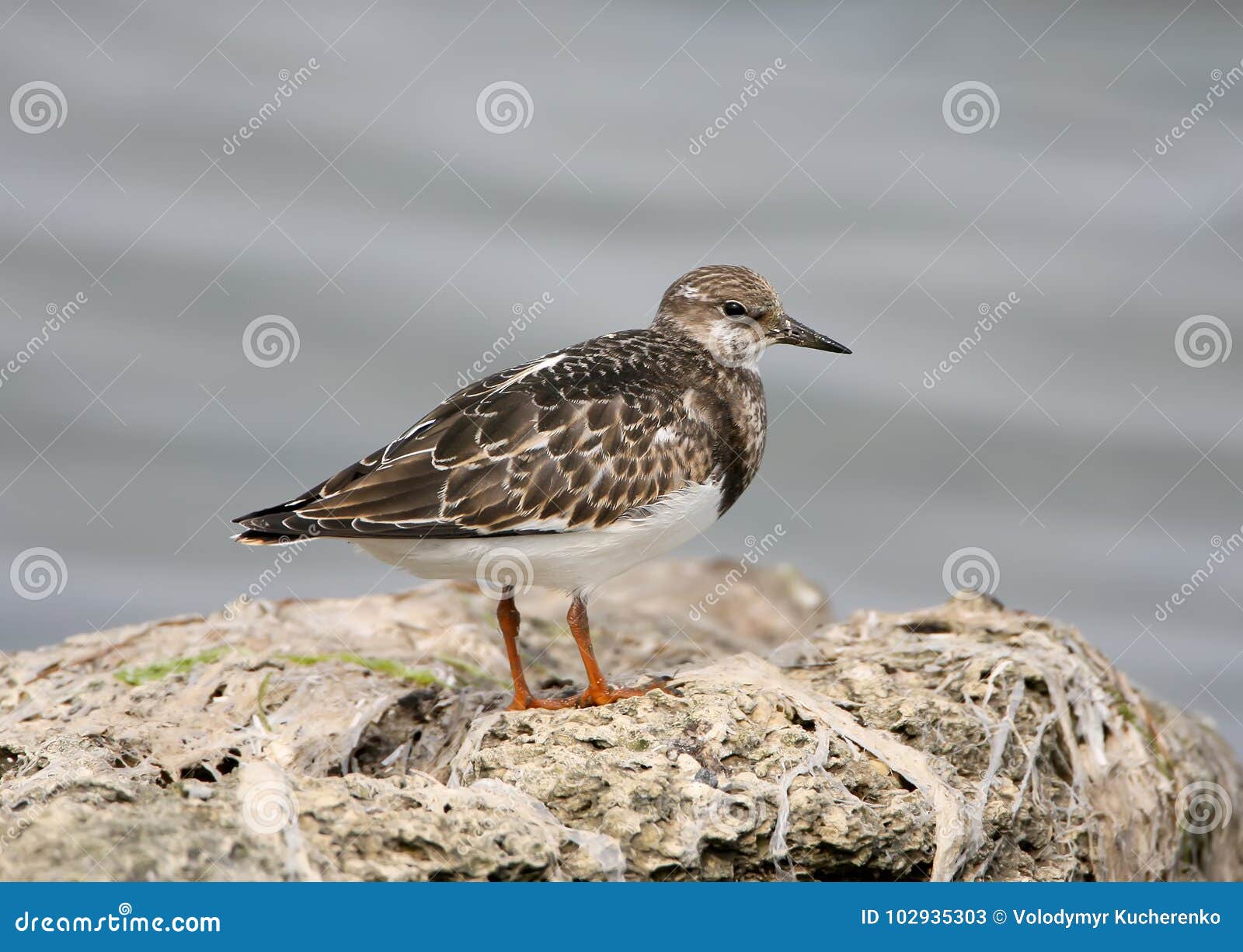 Young Ruddy Turnstone on the Shore Close Up Portrait Stock Image ...