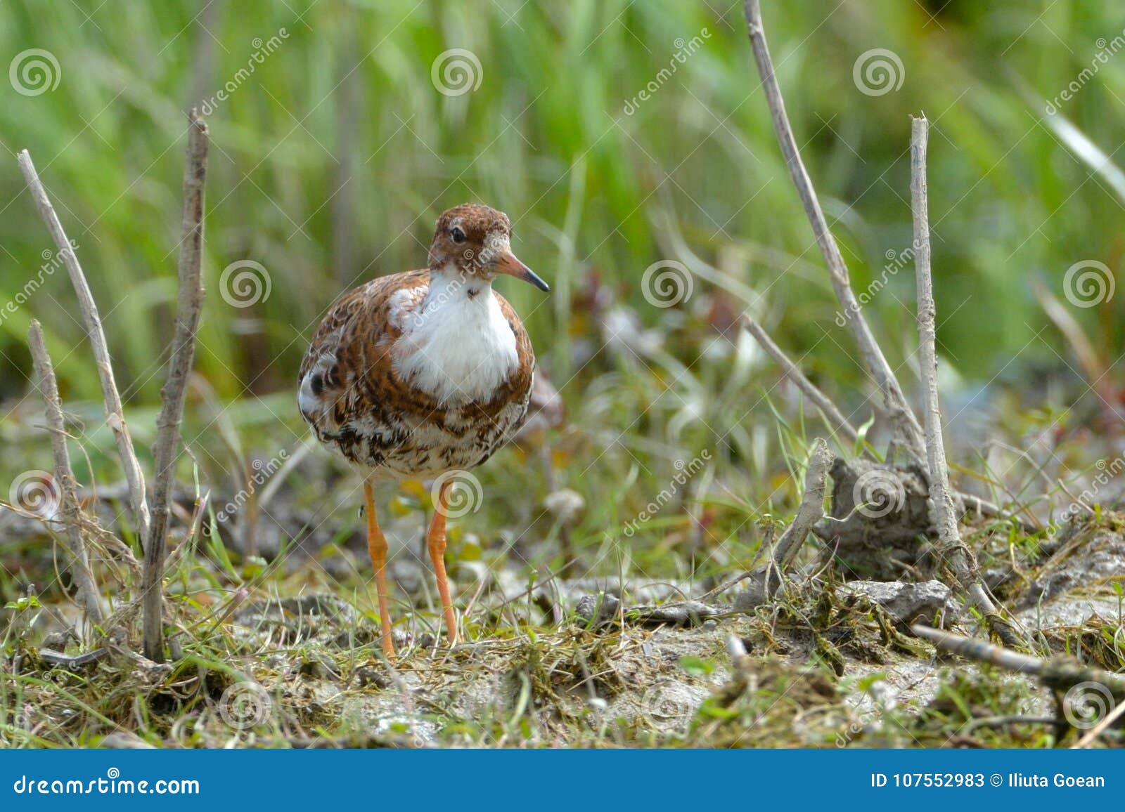 Young Ruff on the Ground in Springtime Stock Image - Image of delta ...