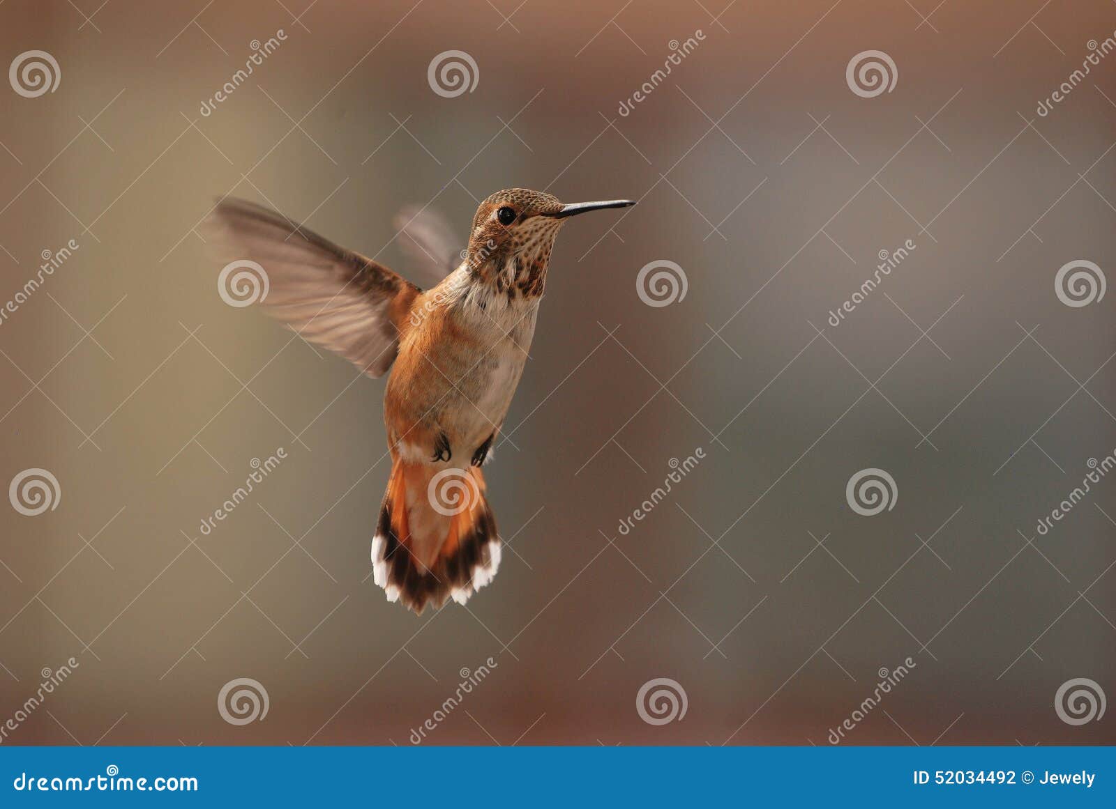 Young Rufus Humming Bird in Flight Stock Photo - Image of birds, beak ...