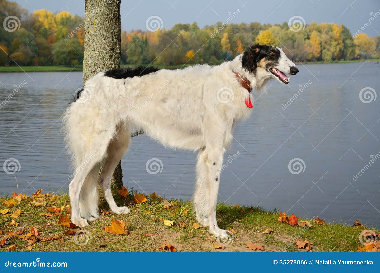 Young russian borzoi stock photo. Image of autumn, pets - 35273066