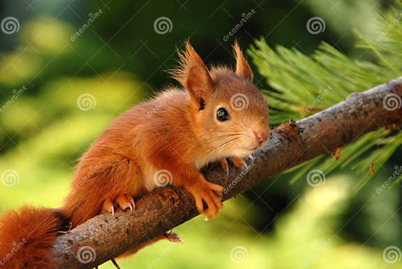 Young Rusty-coloured Squirrel Stock Photo - Image of animal, lovelly ...