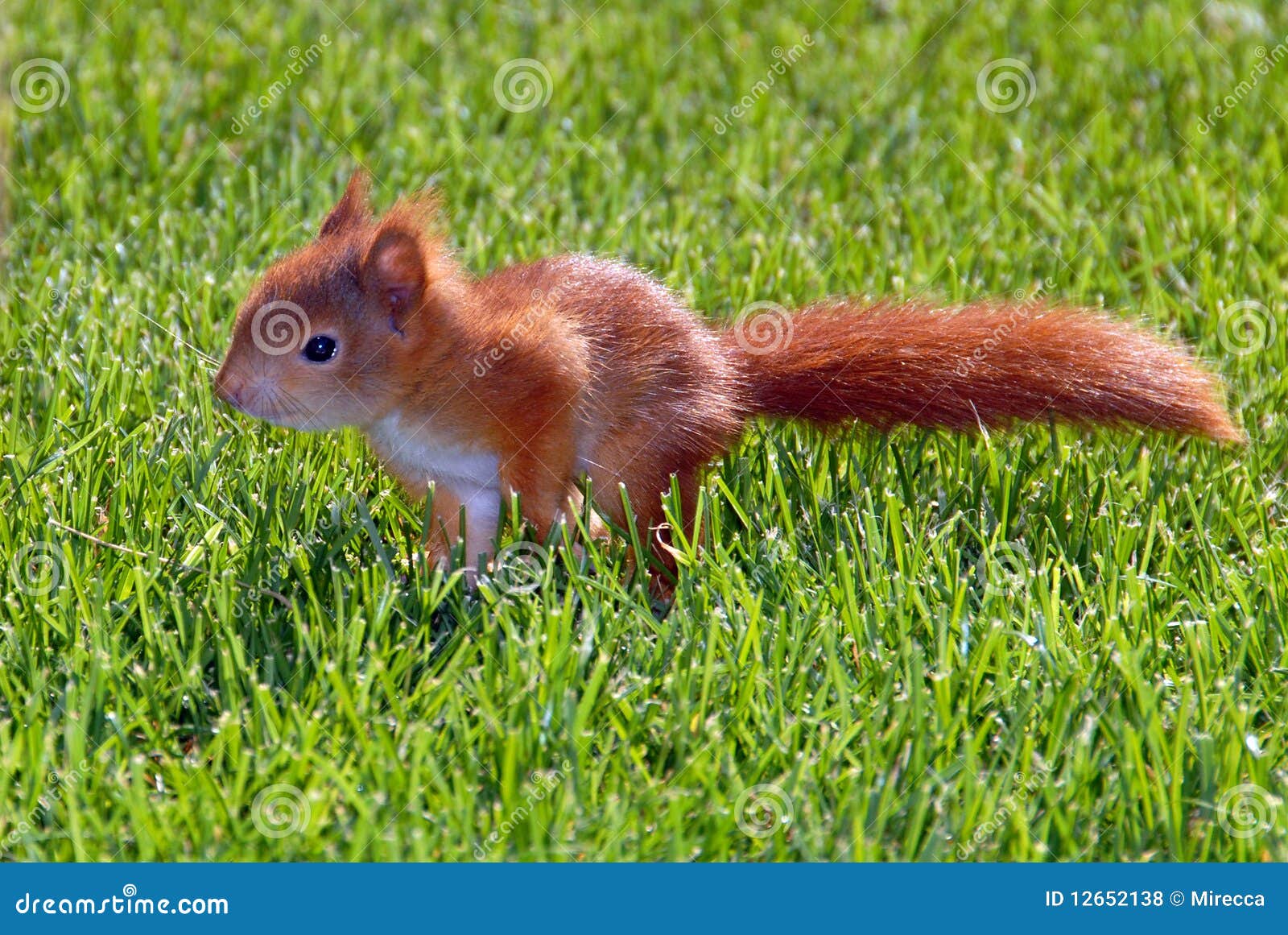 Young Rusty-coloured Squirrel Stock Photo - Image of beautiful ...
