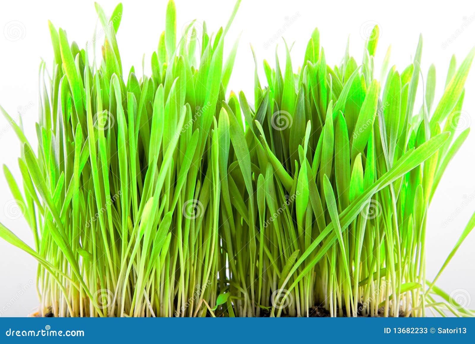 Young rye stock image. Image of botanical, floral, garden - 13682233