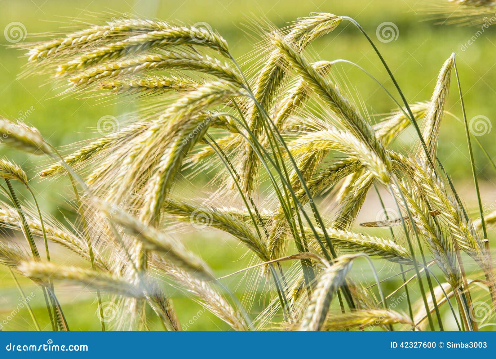 Young rye stock photo. Image of agriculture, nourishment - 42327600
