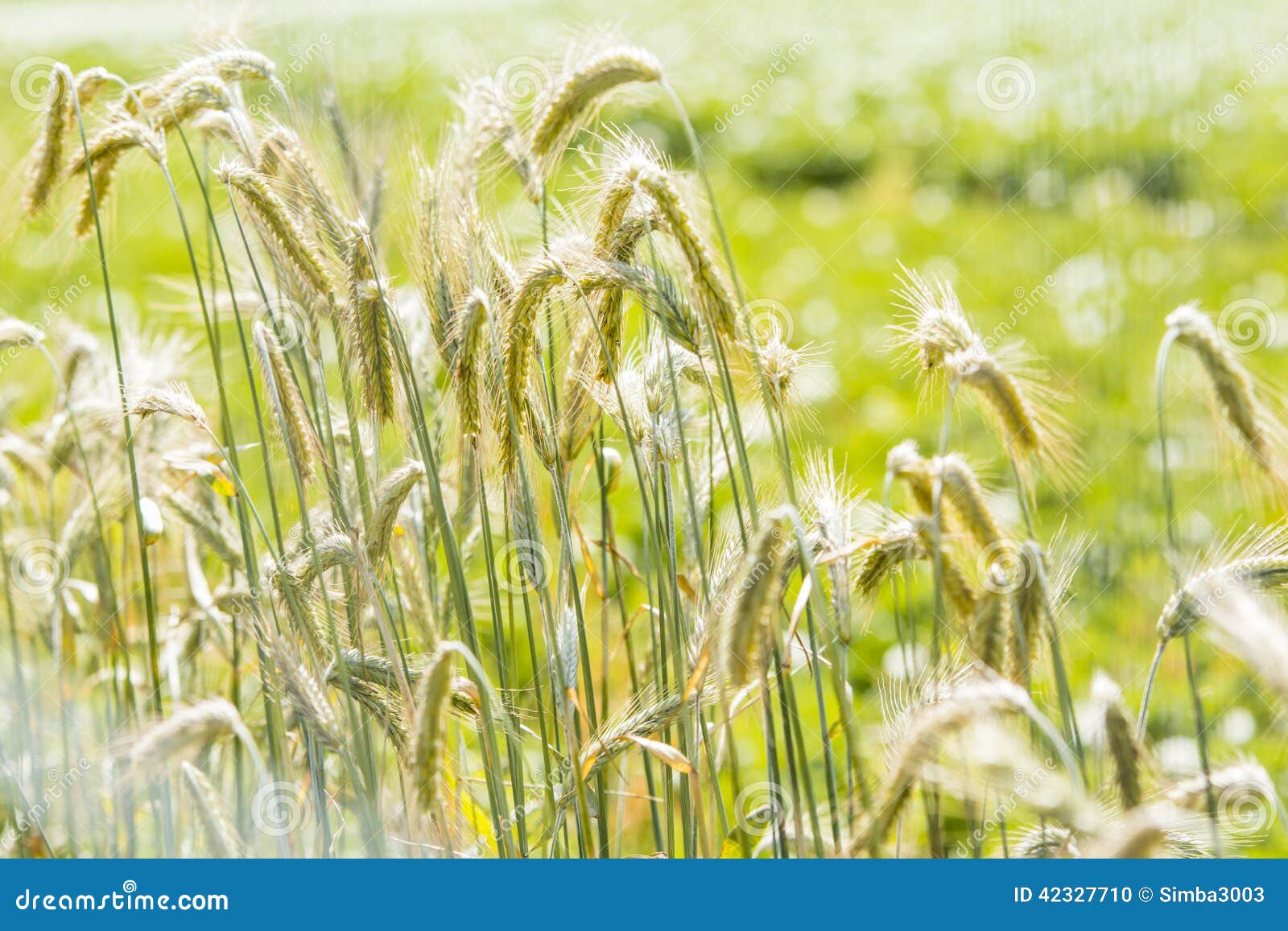Young rye stock photo. Image of green, season, food, harvest - 42327710