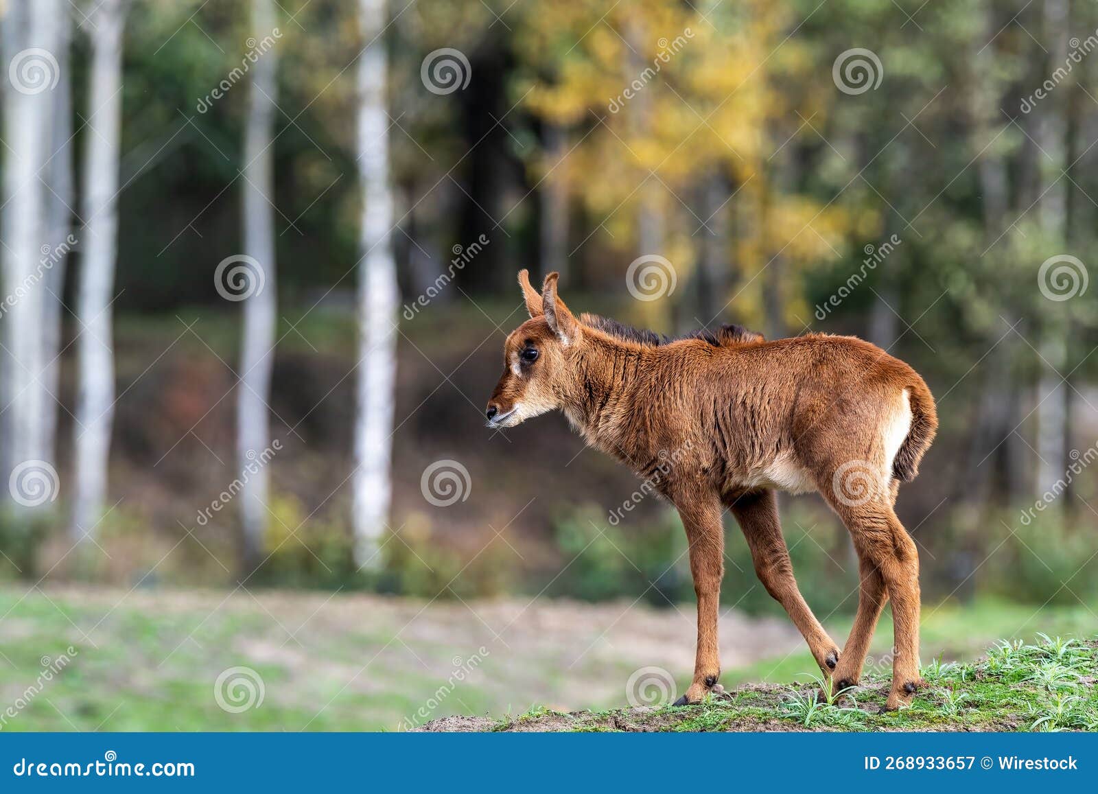 Young Sable Antelope in Its Habitat Stock Image - Image of park ...
