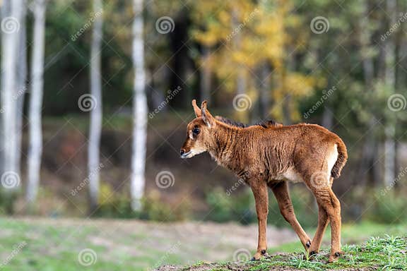 Young Sable Antelope in Its Habitat Stock Image - Image of park ...