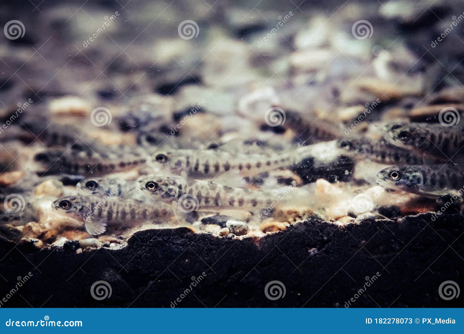Young Salmon Fish Swimming - Norway, Scandinavia Stock Image - Image of ...