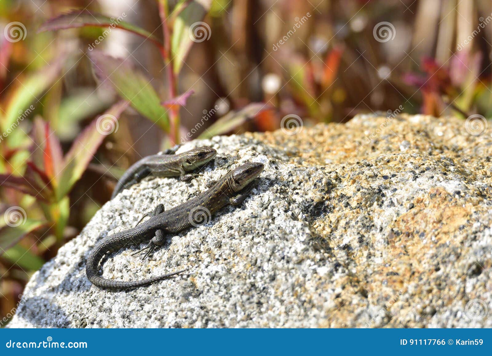 Young Sand Dunes Formed By Flooding At High Tides At Dutch Coast ...