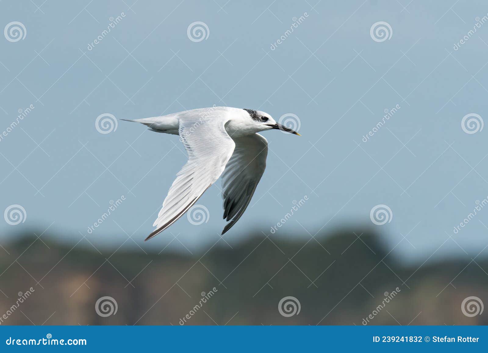 Young Sandwich Tern in Flight Blue Sky Stock Photo - Image of freedom ...
